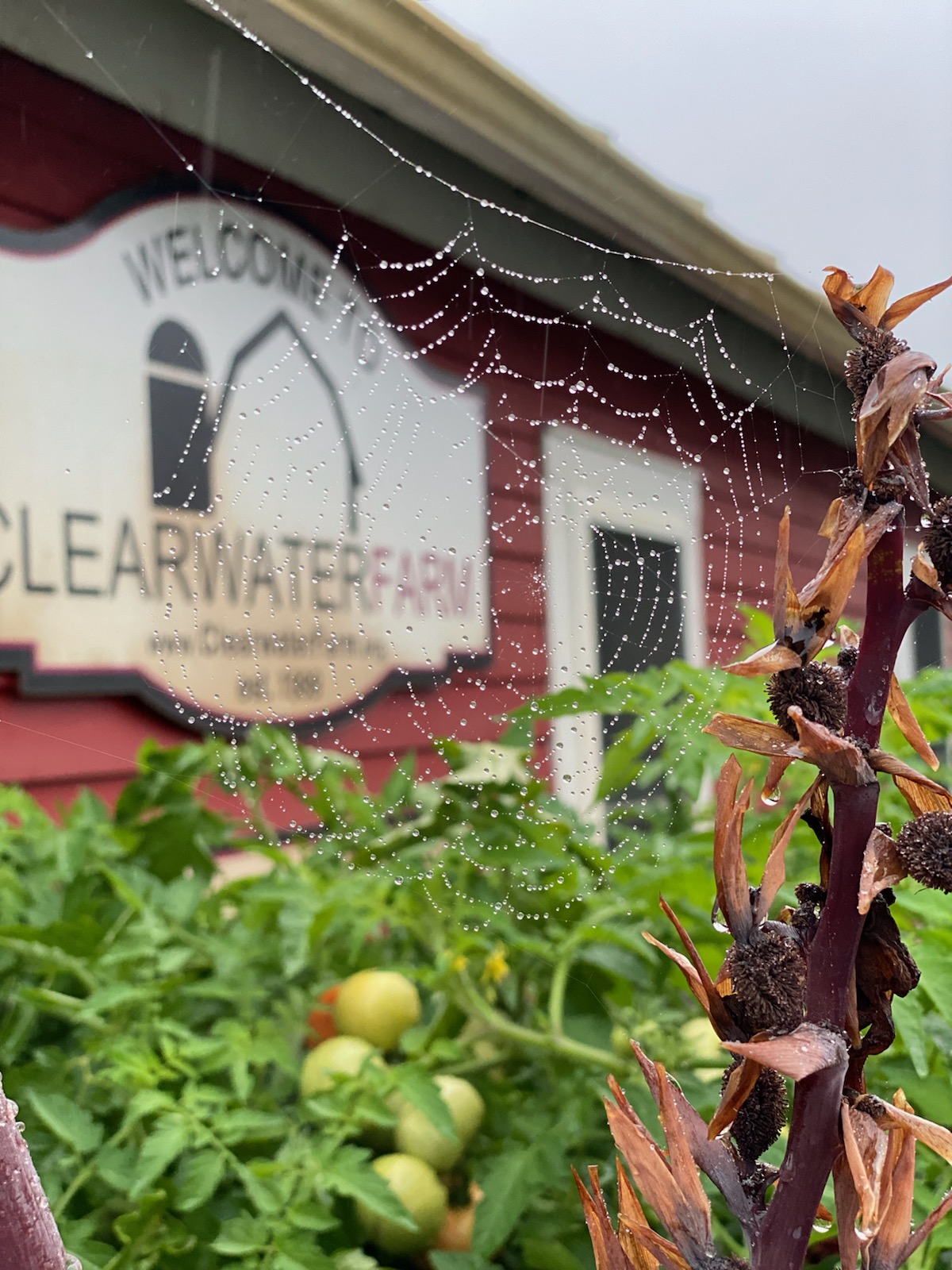 spider-web - Clearwater Farm