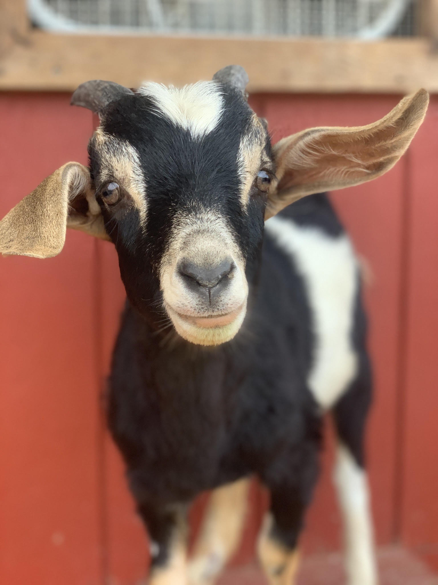 Oliver - Clearwater Farm